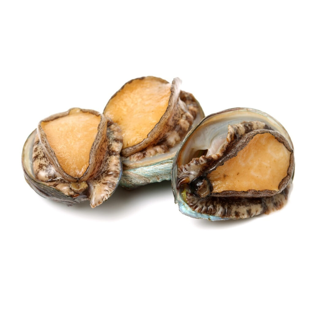 Abalone(big size) – Sea to C Seafood