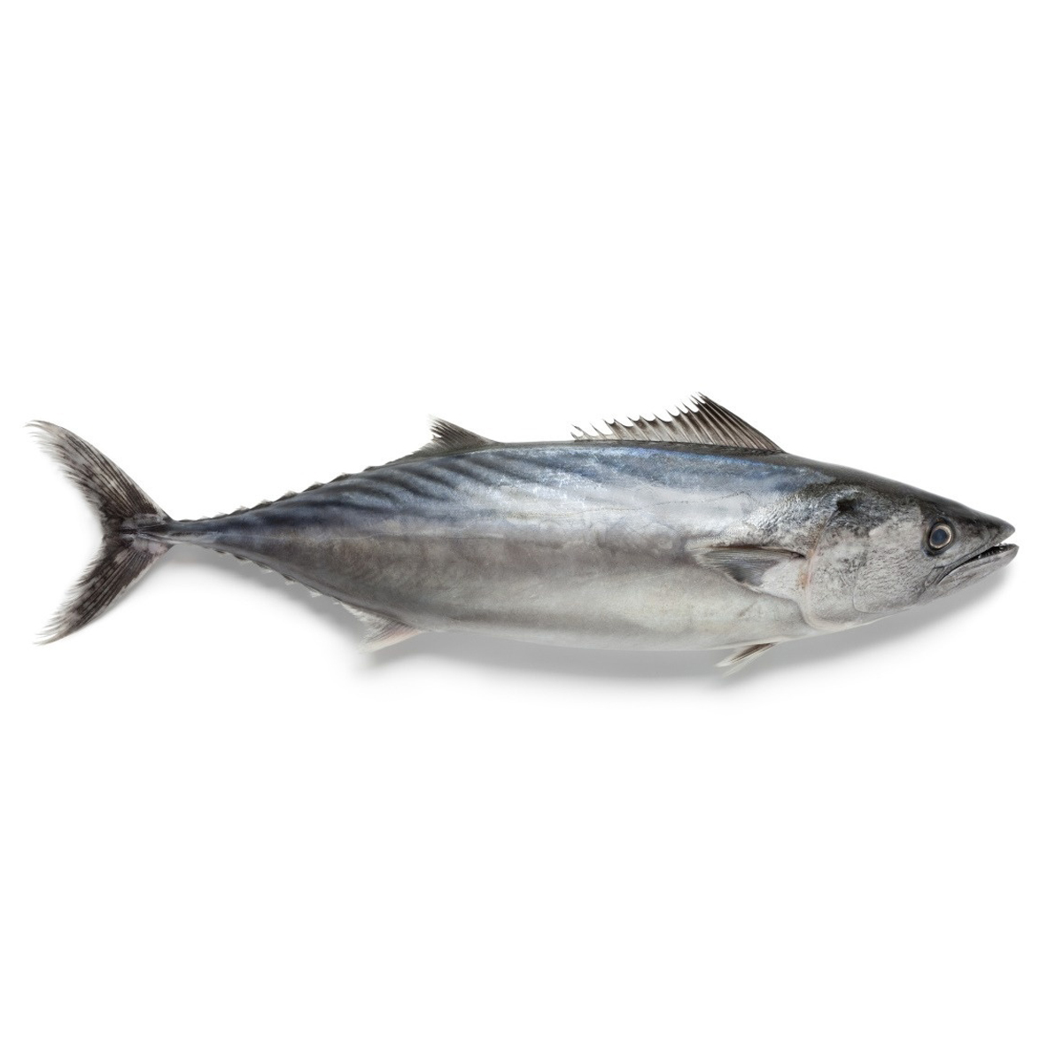 Whole Tuna – Sea to C Seafood