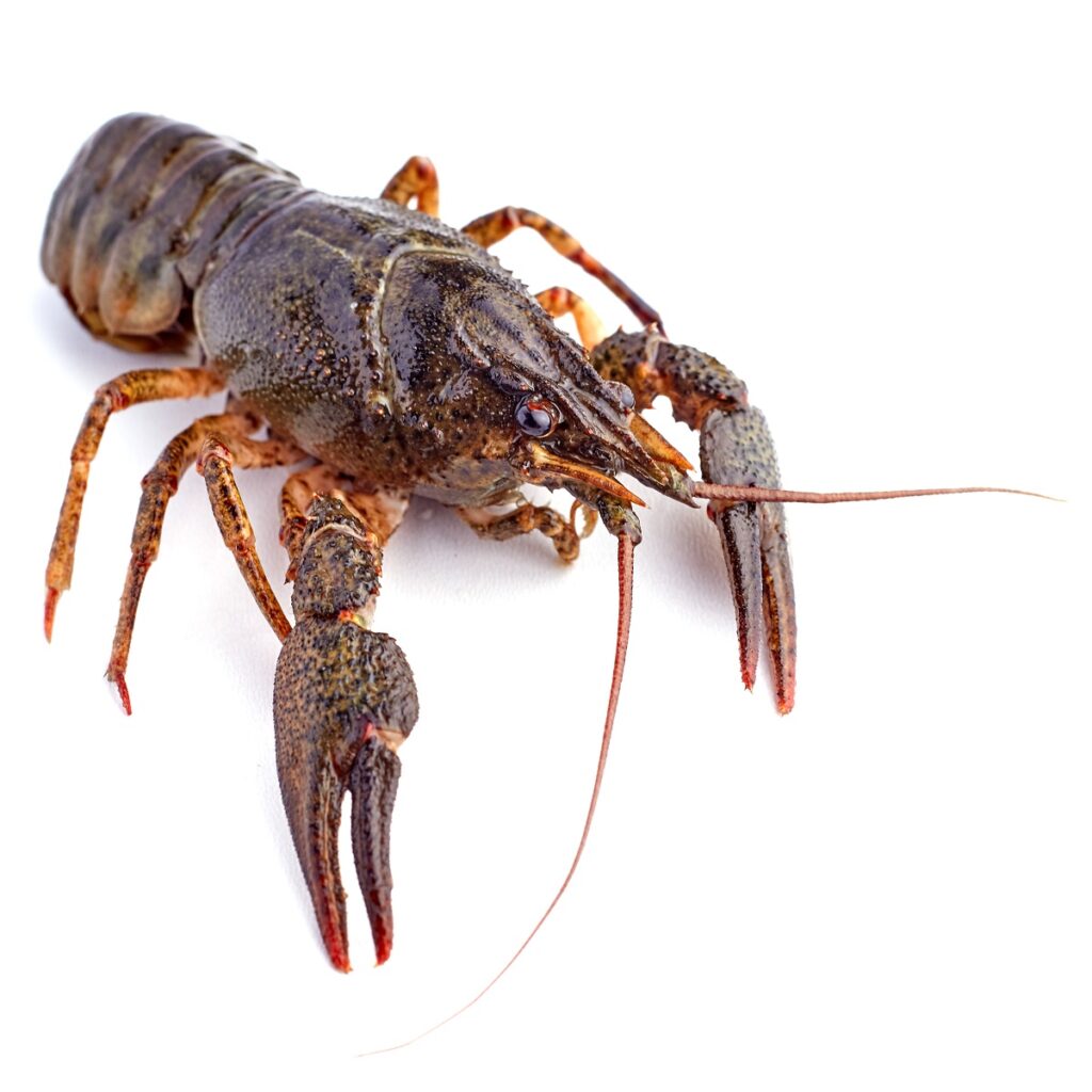 Live crayfish – Sea to C Seafood