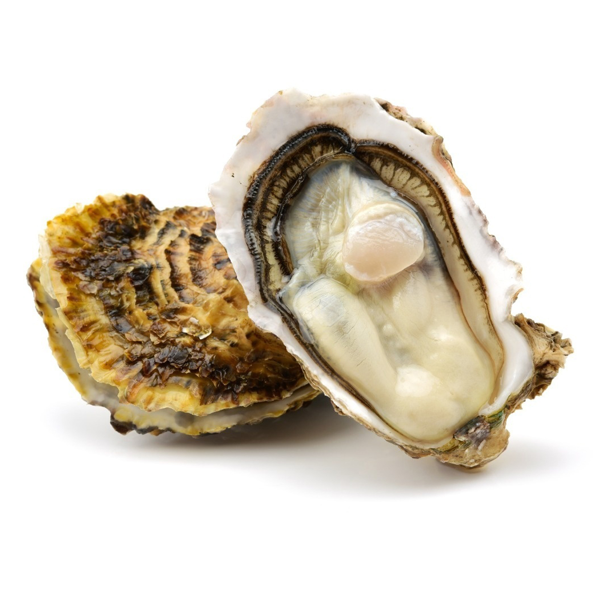 Frozen Oysters half shell – Sea to C Seafood