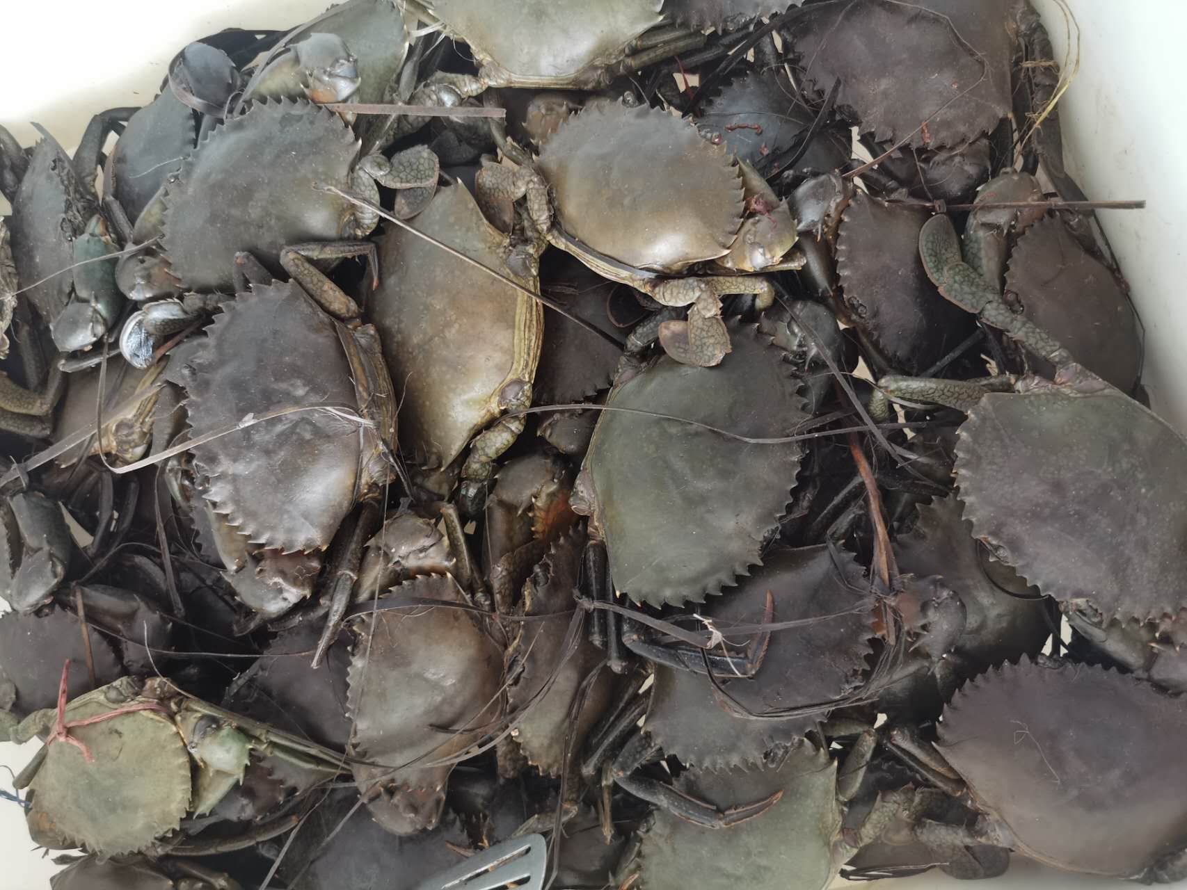 Live mud crab – Sea to C Seafood