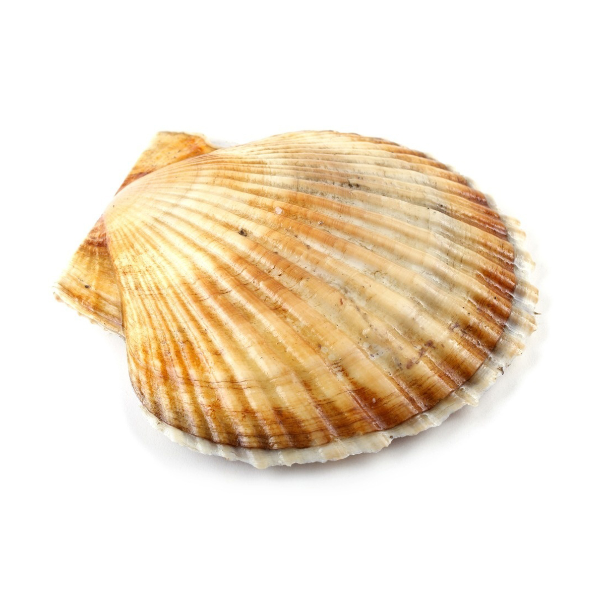 scallop meat(small size 500g) – Sea to C Seafood