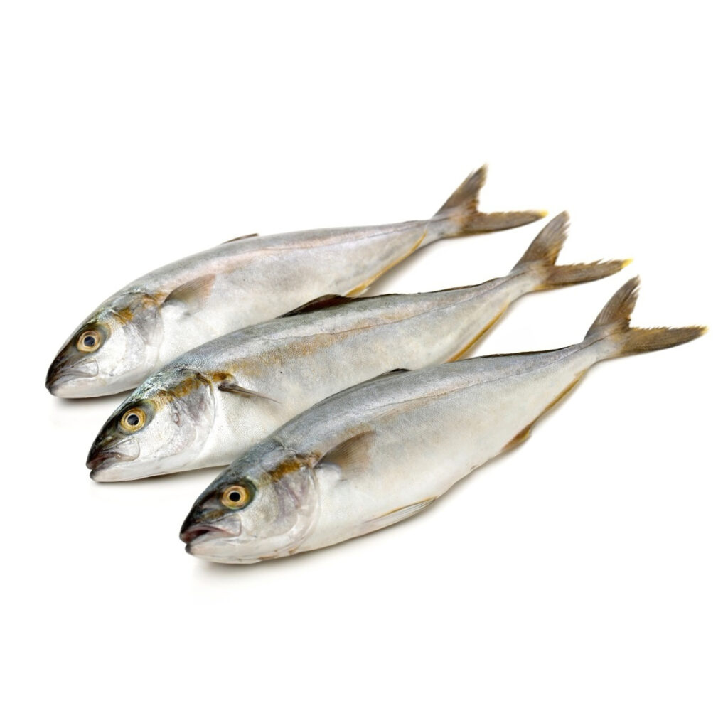 Small Whole King Fish – Sea to C Seafood
